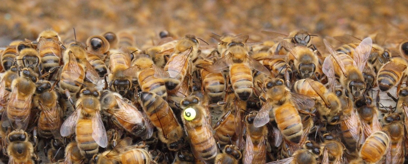 Learning how bees talk at UNC Charlotte - Public Ed Works